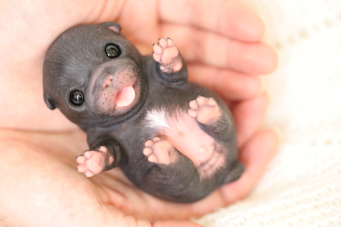 Willow | Silicone Pug Puppy – Aliyah's Playborn World