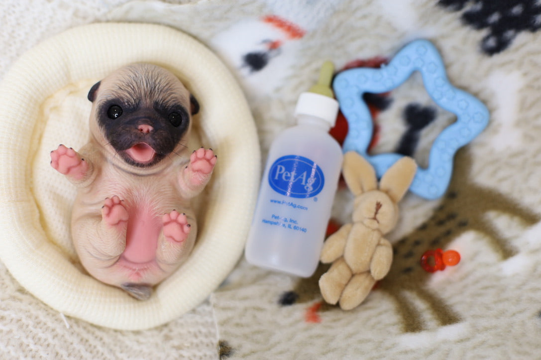 Lucky | Silicone Pug Puppy – Aliyah's Playborn World